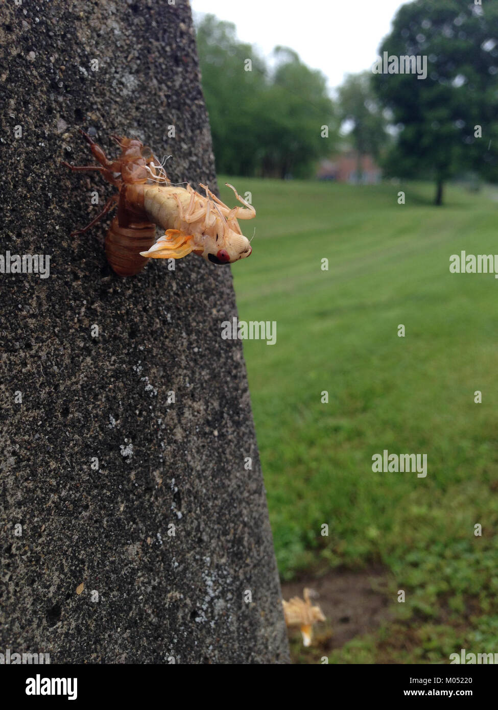 Brood V refers to a group of periodical cicadas, specifically the 17 ...