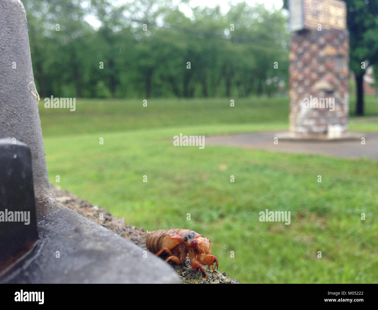 The image titled 'Brood V 17 year Magicicada periodical cicadas ...