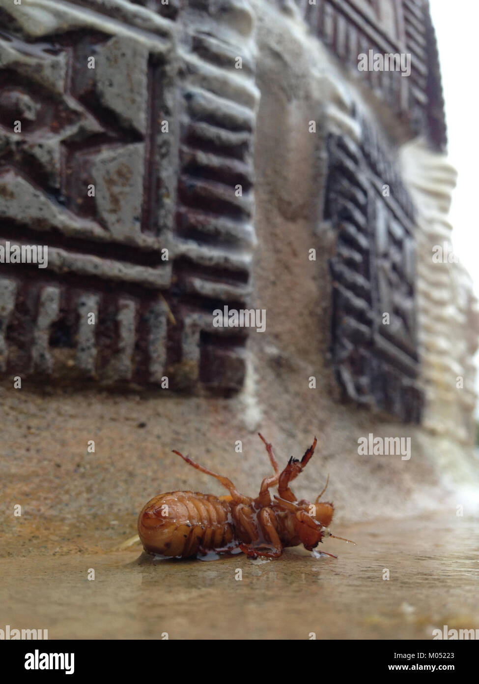 Photograph of Brood V periodical cicadas, Magicicada species, emerging ...