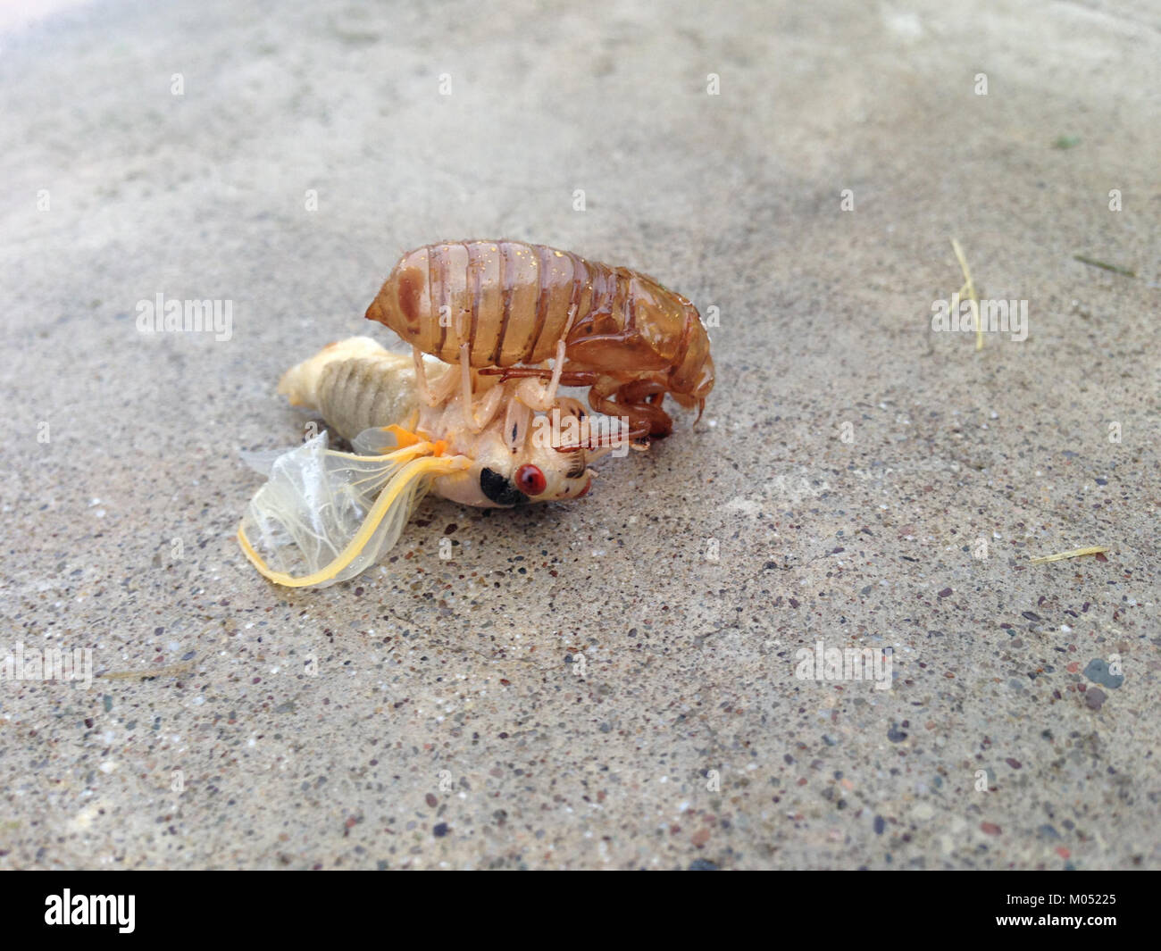 Brood V of the 17-year Magicicada periodical cicadas is known for its ...