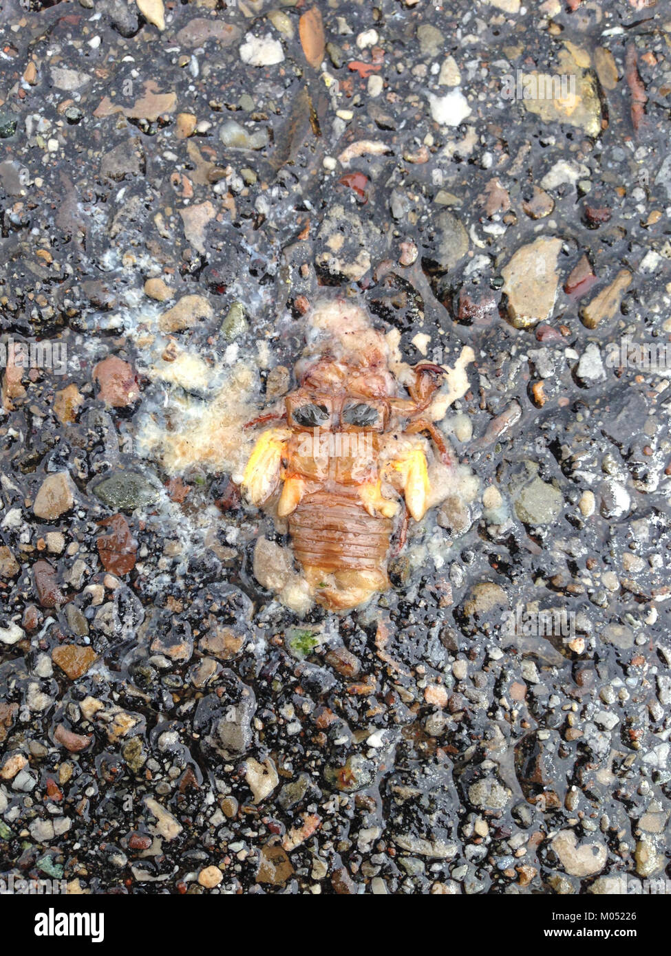 Brood V is a group of periodical cicadas that emerge every 17 years ...