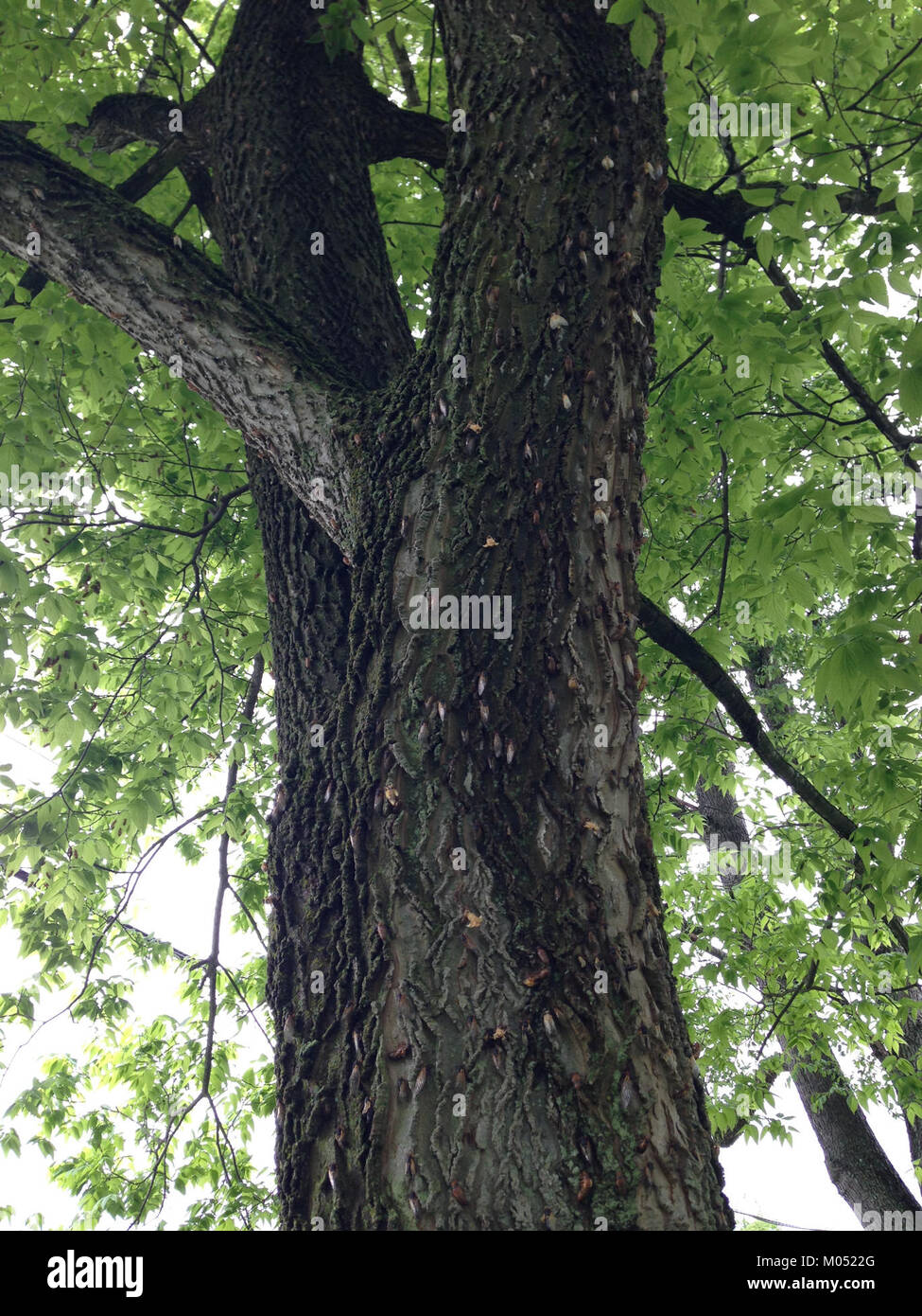 Brood V refers to a group of periodical cicadas that emerge every 17 ...