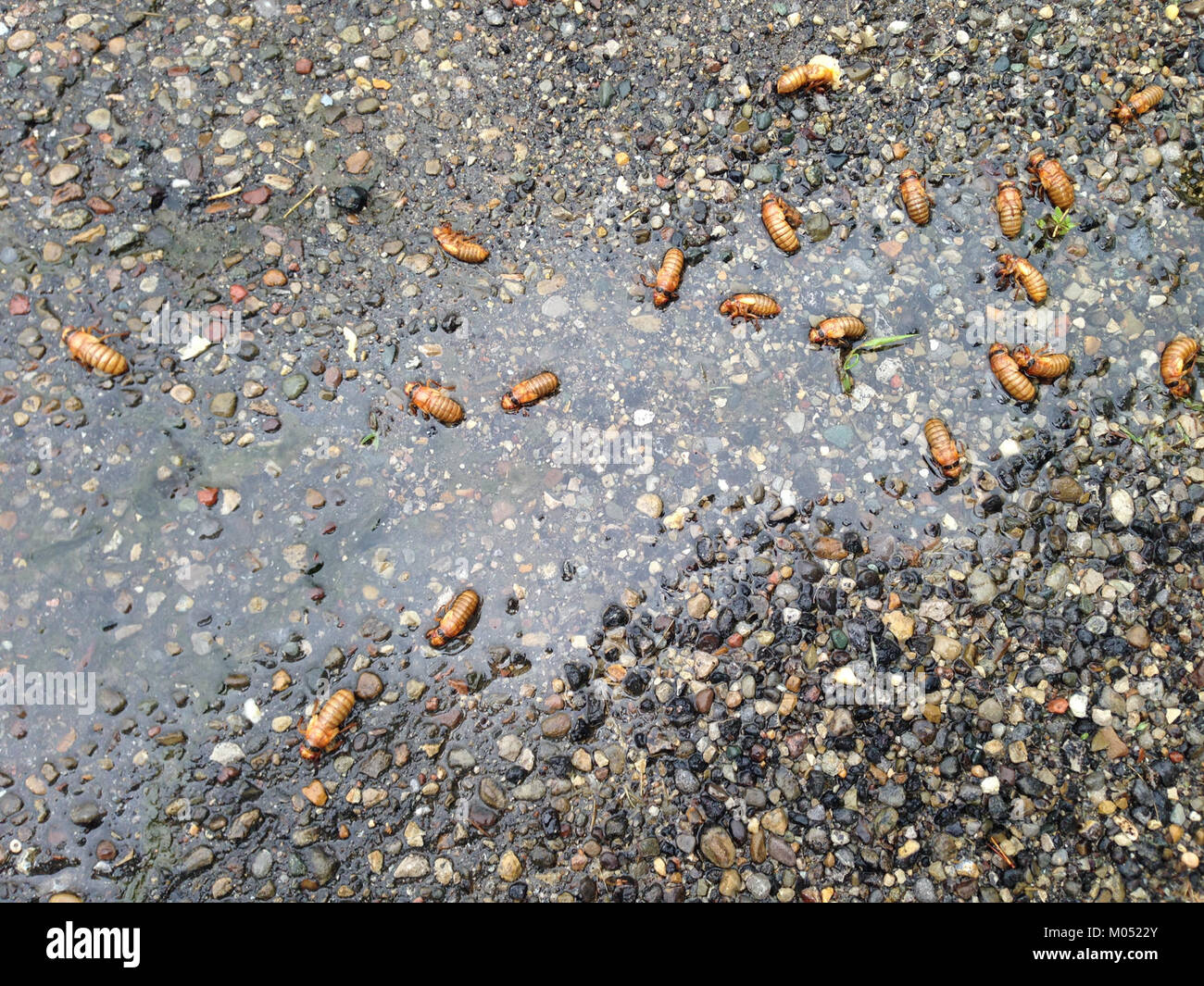 Brood V is a group of periodical cicadas (Magicicada) that emerge once ...