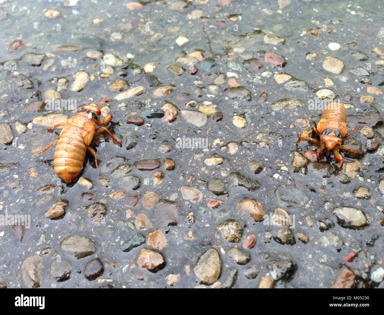 Brood V is a group of 17-year periodical cicadas, known for their ...