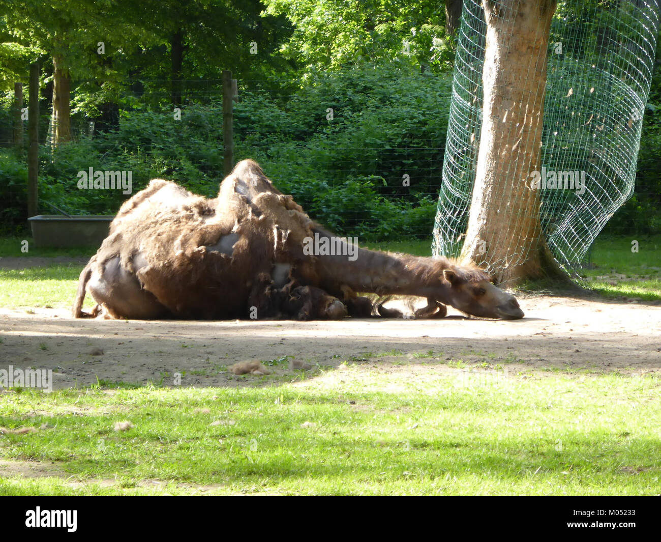 Bactrian camel known camelus hi-res stock photography and images - Alamy