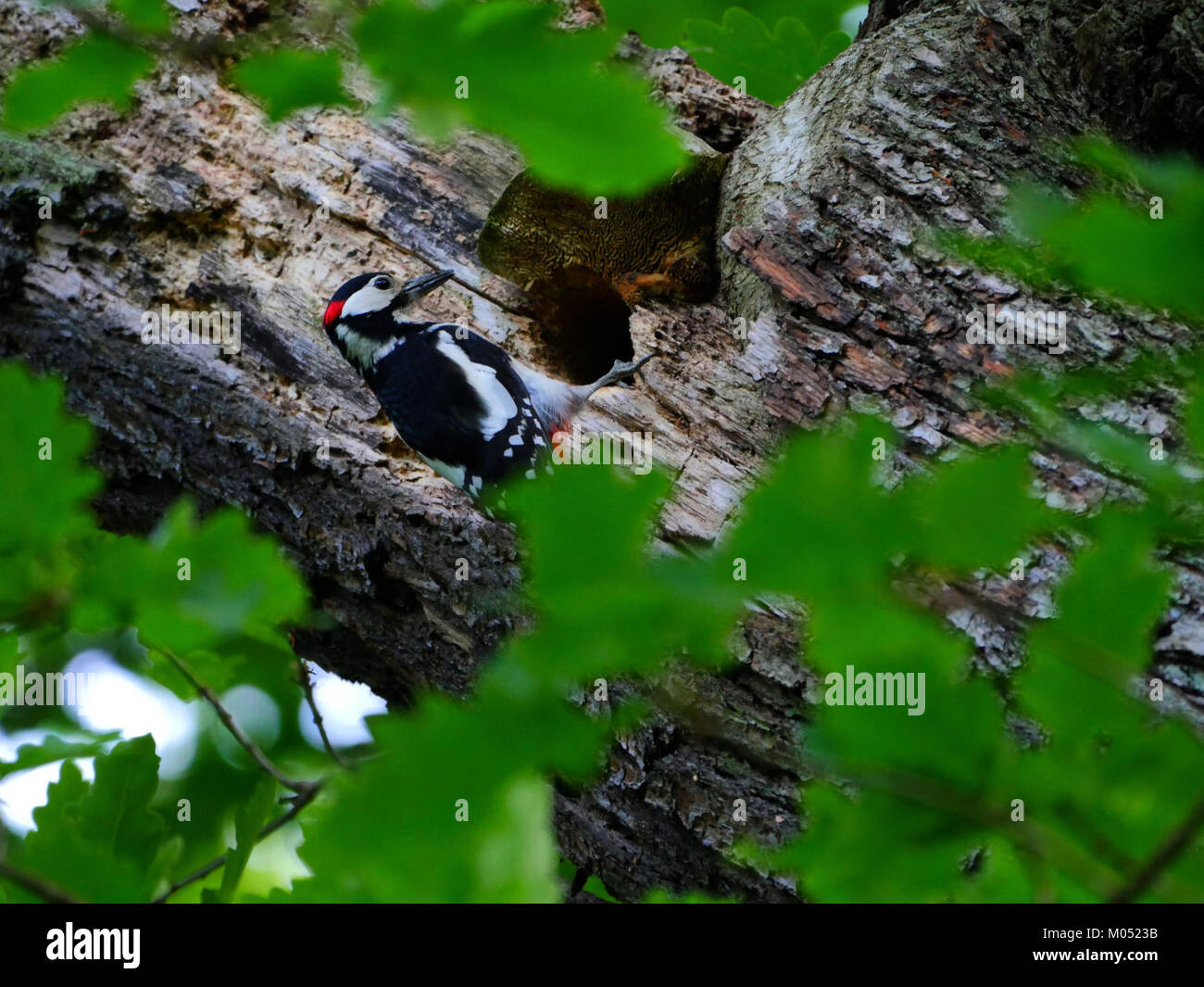 This image depicts a woodpecker (Buntspecht) in front of the ...