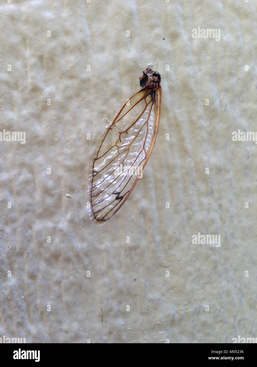 Brood V refers to a specific group of 17-year periodical cicadas, also ...