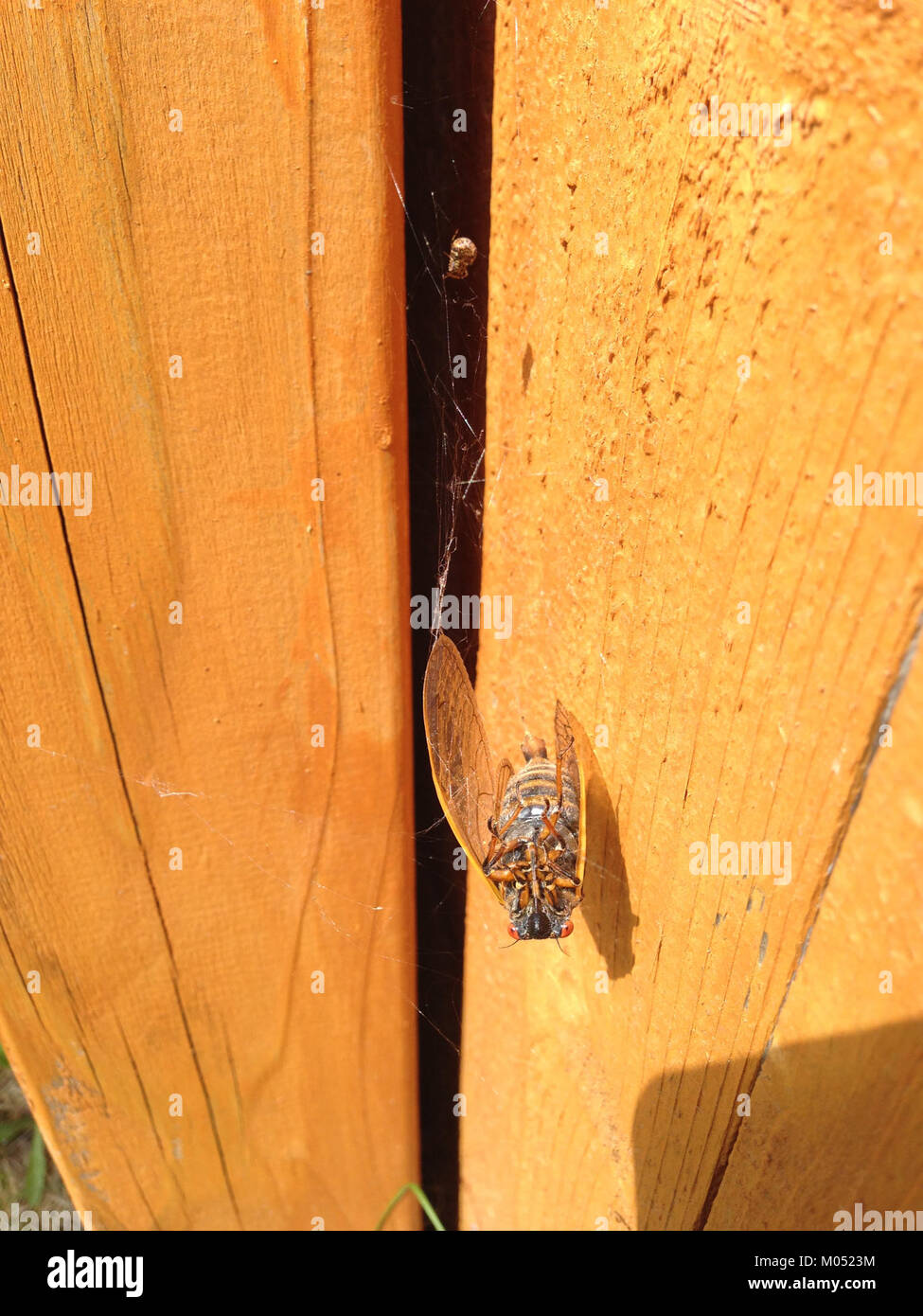 Wildlife life cycle hi-res stock photography and images - Alamy