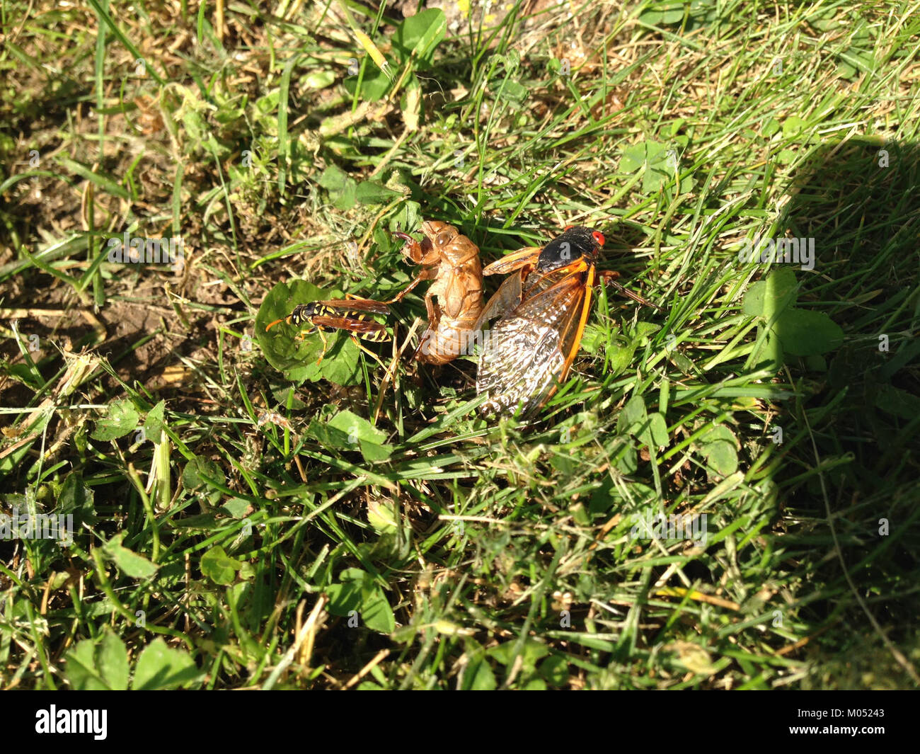 Brood V refers to a population of 17-year periodical cicadas ...