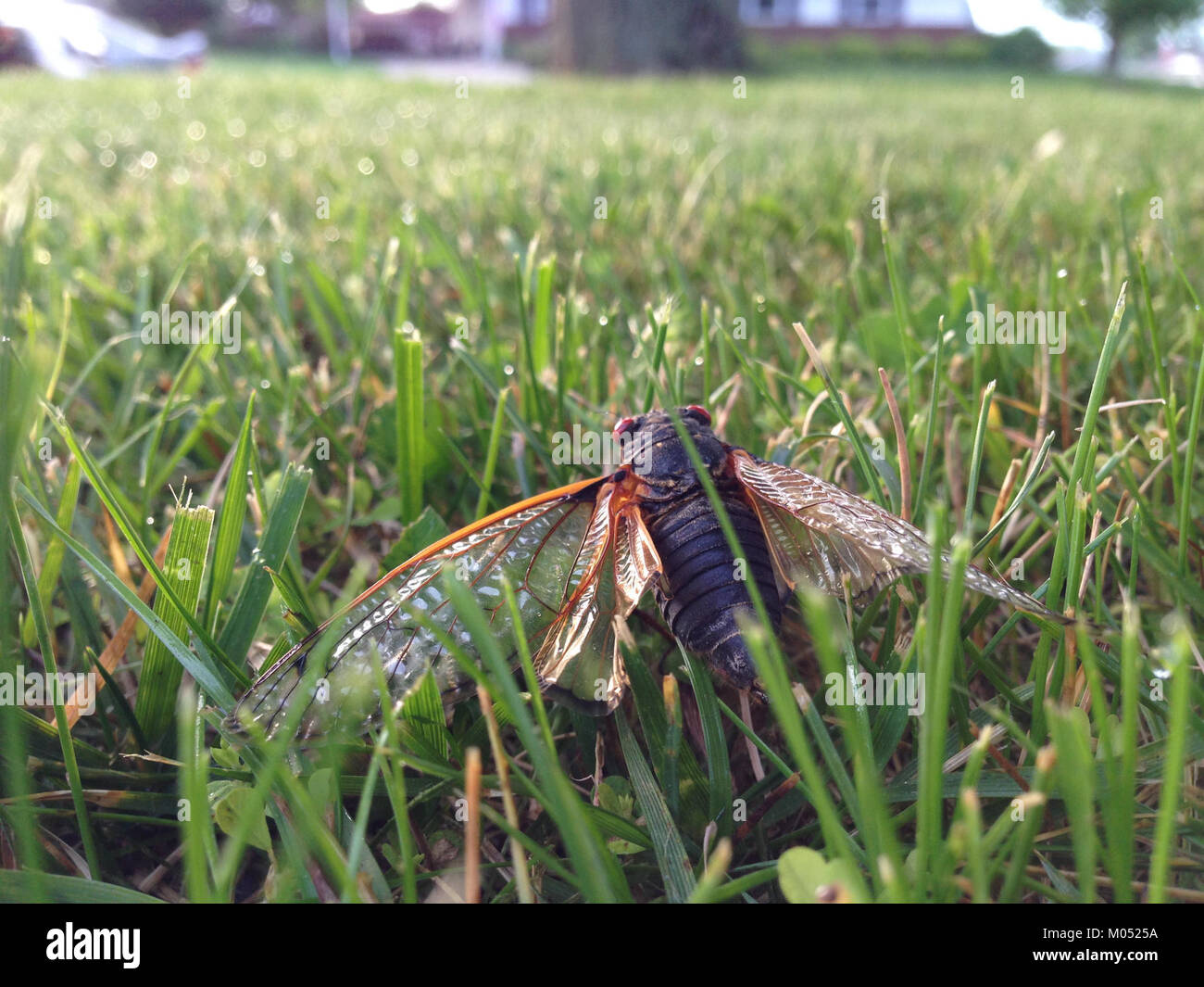 Brood V 17-year Magicicada refers to a group of periodical cicadas that ...