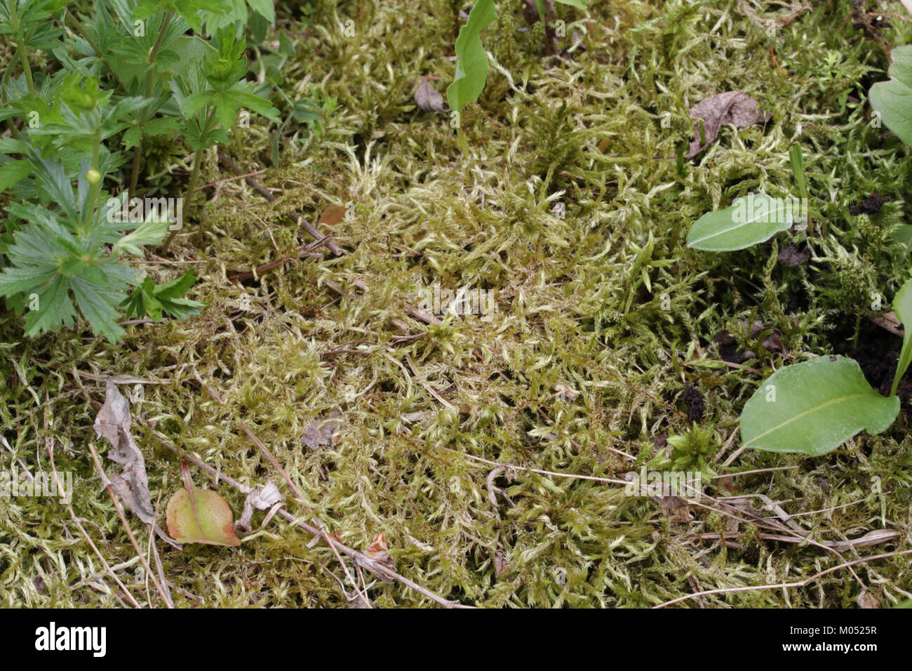 Brachythecium mildeanum is a species of moss identified by its ...