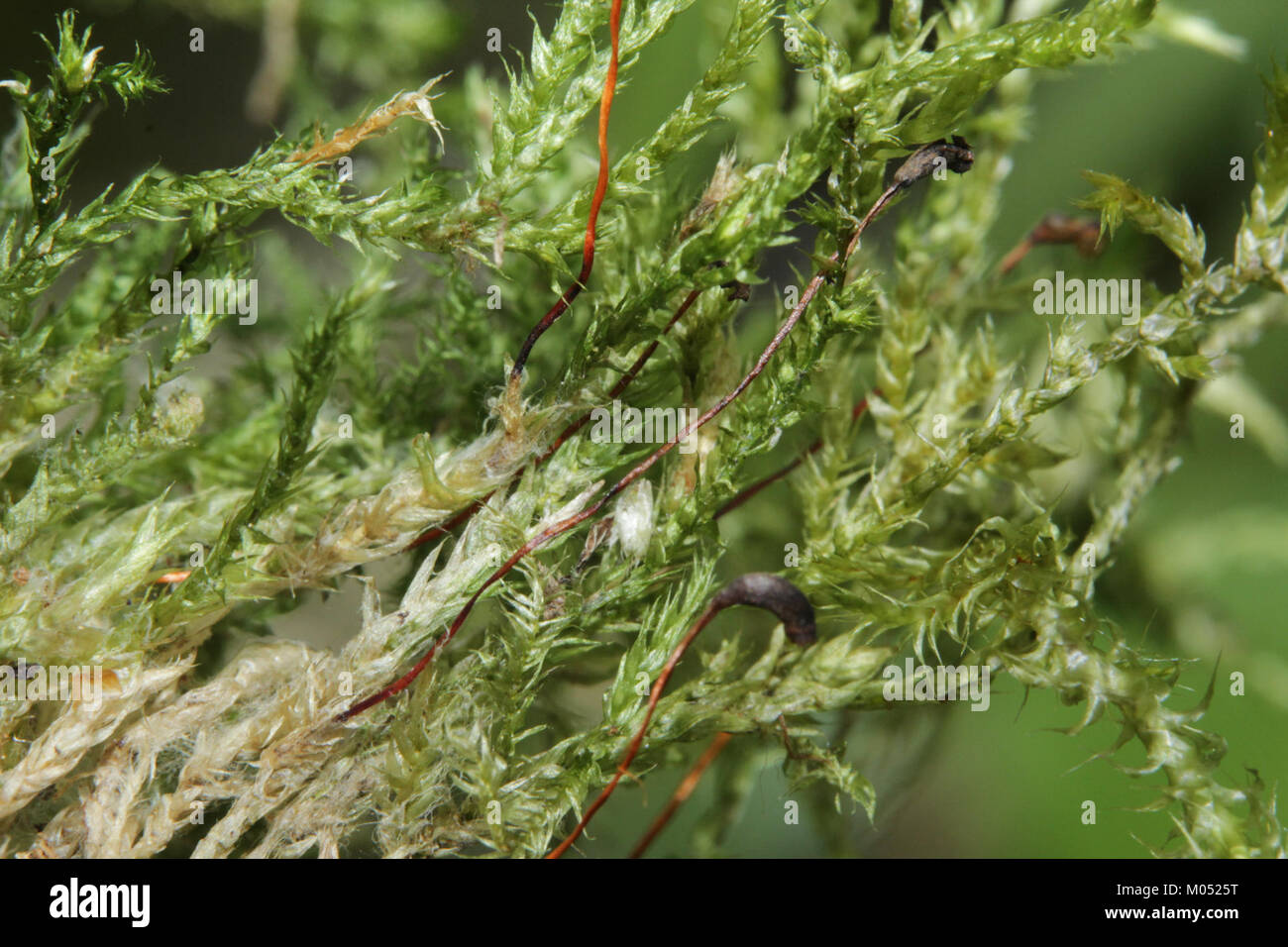 Brachythecium mildeanum is a species of moss known for its distinctive ...