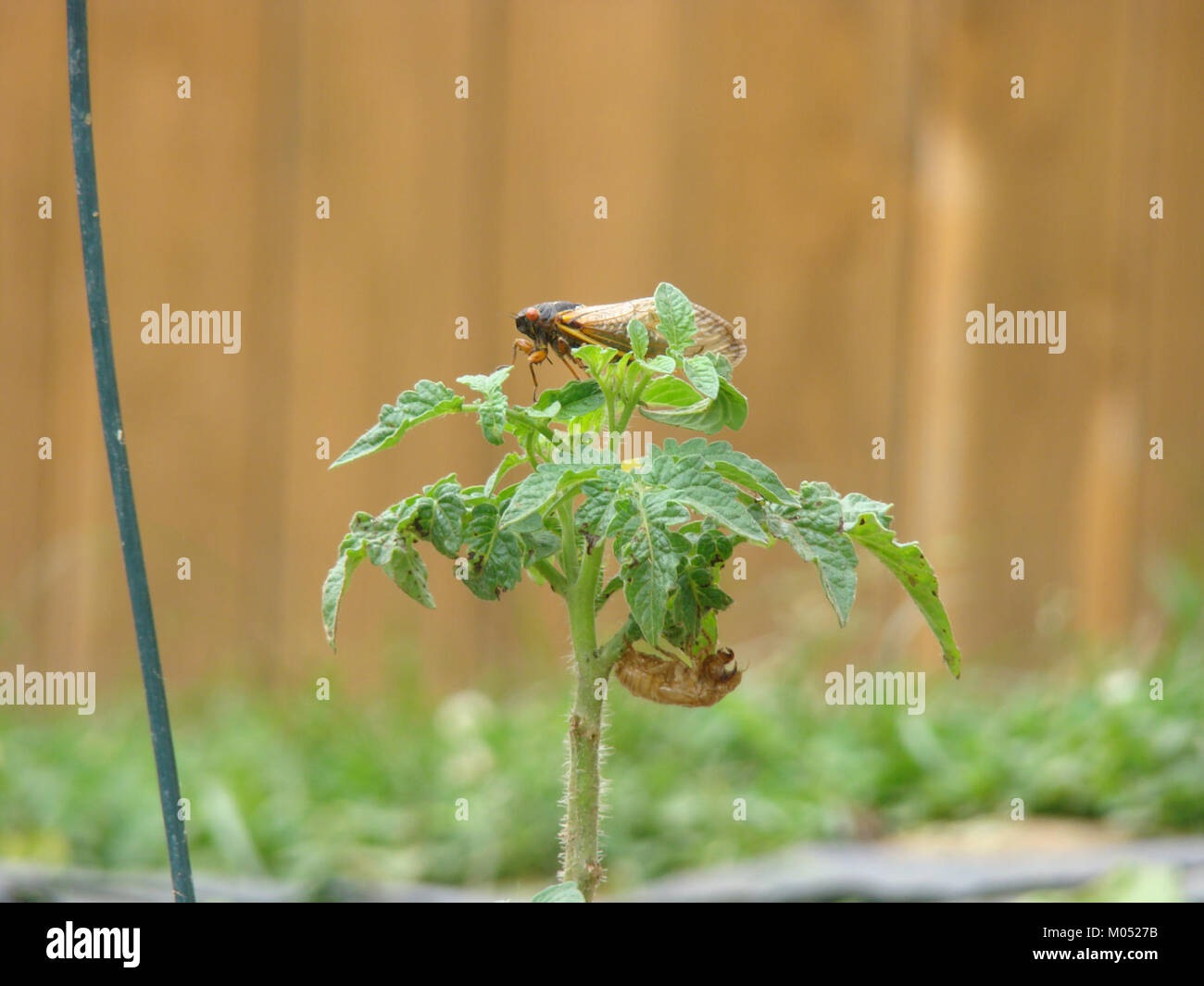 Brood V refers to a population of 17-year periodical cicadas known for ...