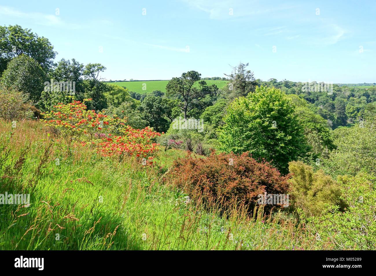The gardens of Caerhayes Castle in Cornwall, England, are renowned for ...