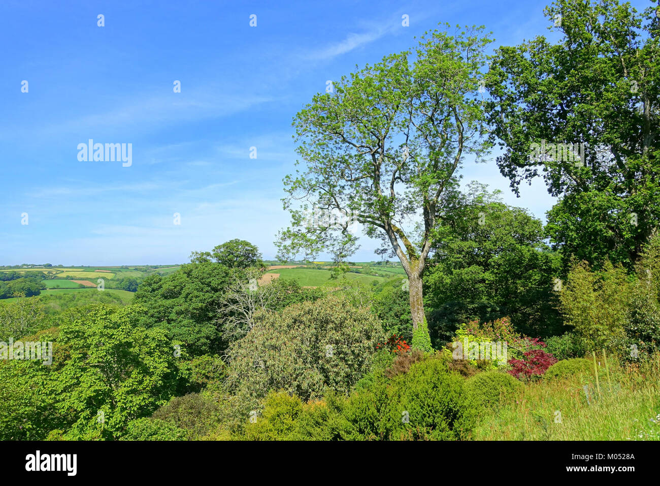 Photograph of the gardens surrounding Caerhayes Castle in Cornwall ...