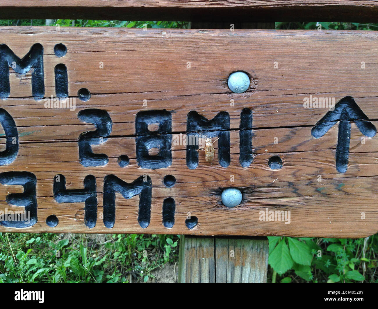 This photograph captures Brood V of the 17-year Magicicada periodical ...