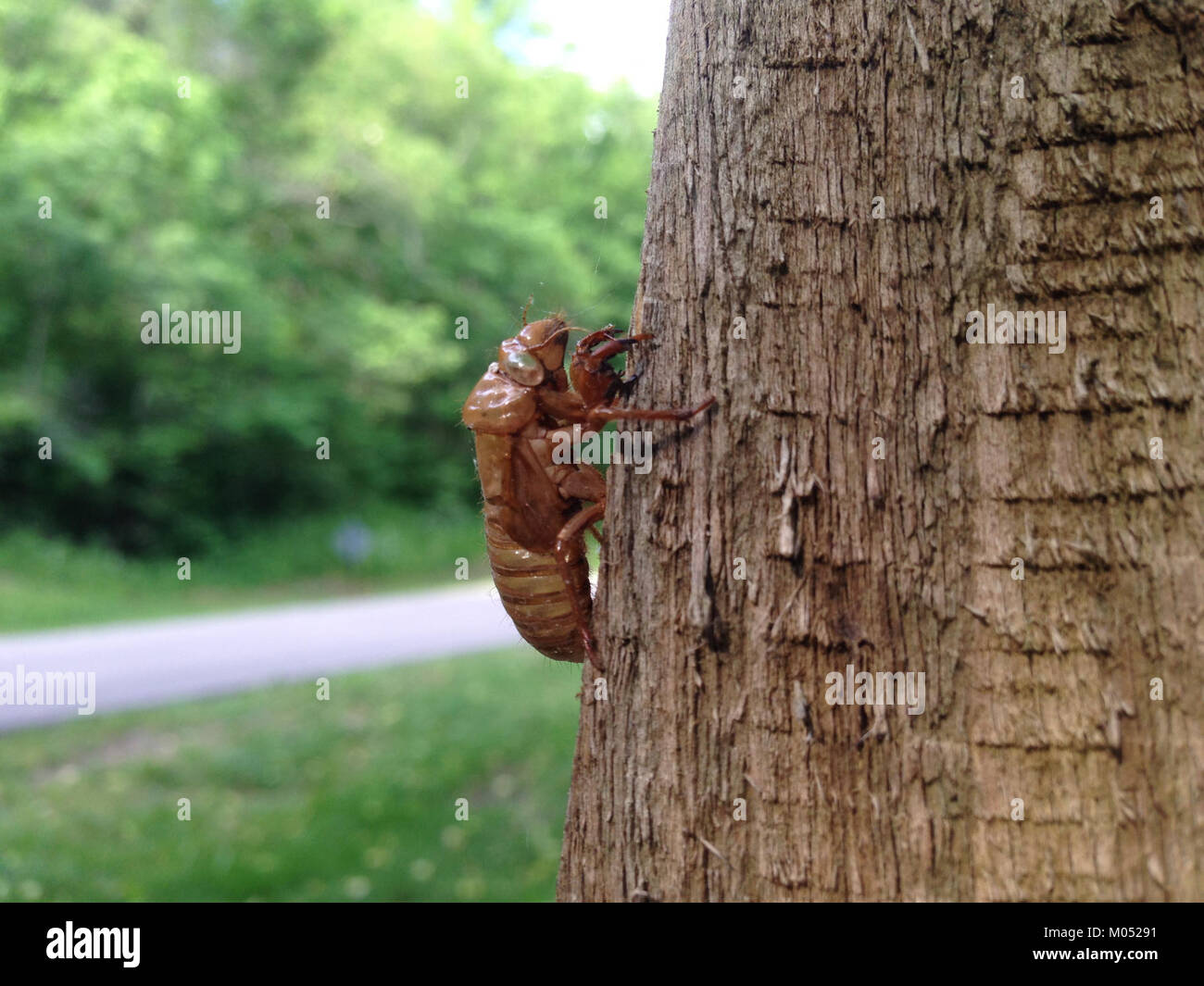 Brood V refers to a group of periodical cicadas, emerging once every 17 ...