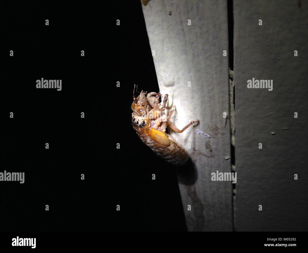 Brood V 17 year Magicicada periodical cicadas (27341302612 Stock Photo ...