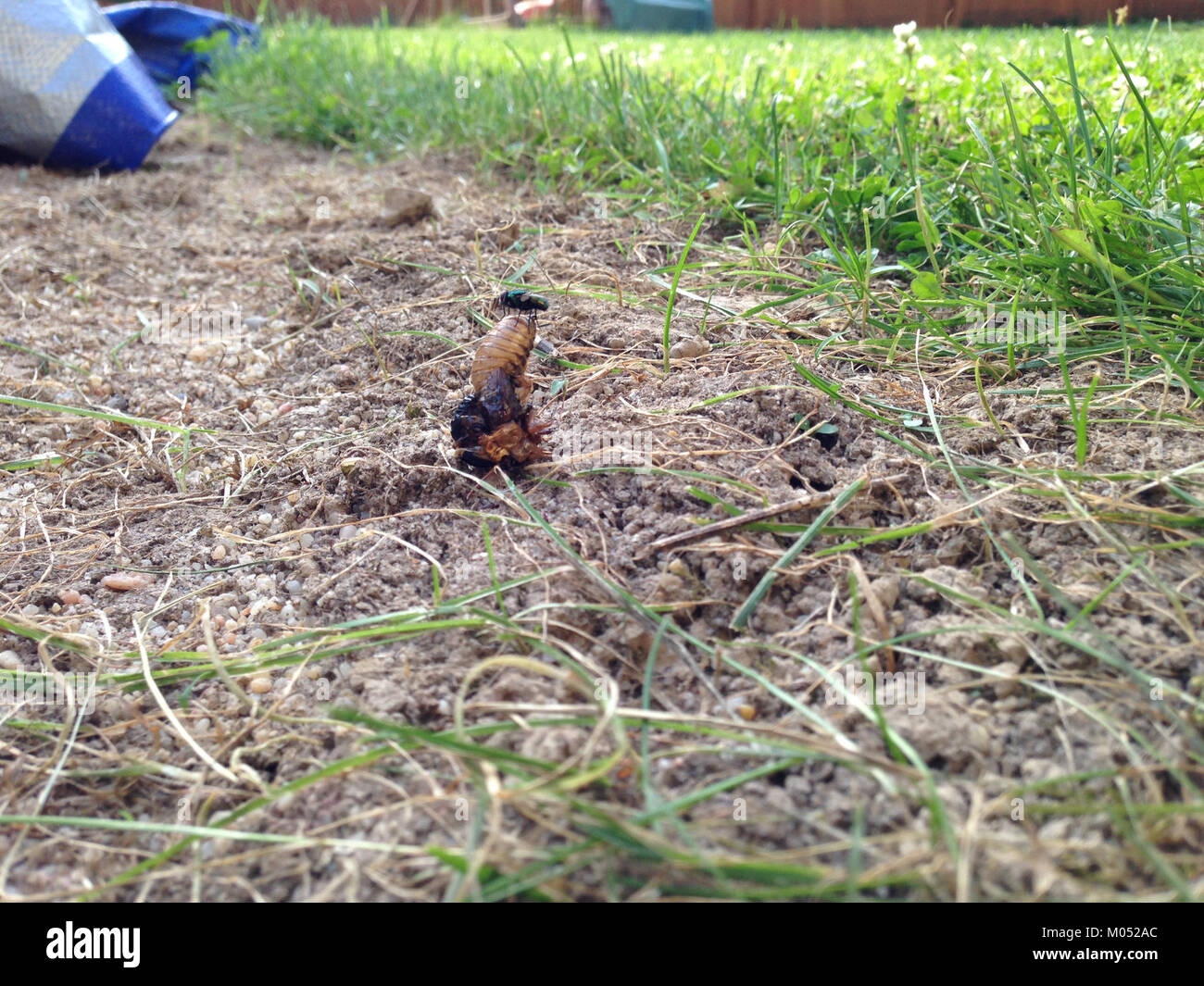 Brood V 17-year Magicicada cicadas emerge once every 17 years in a mass ...