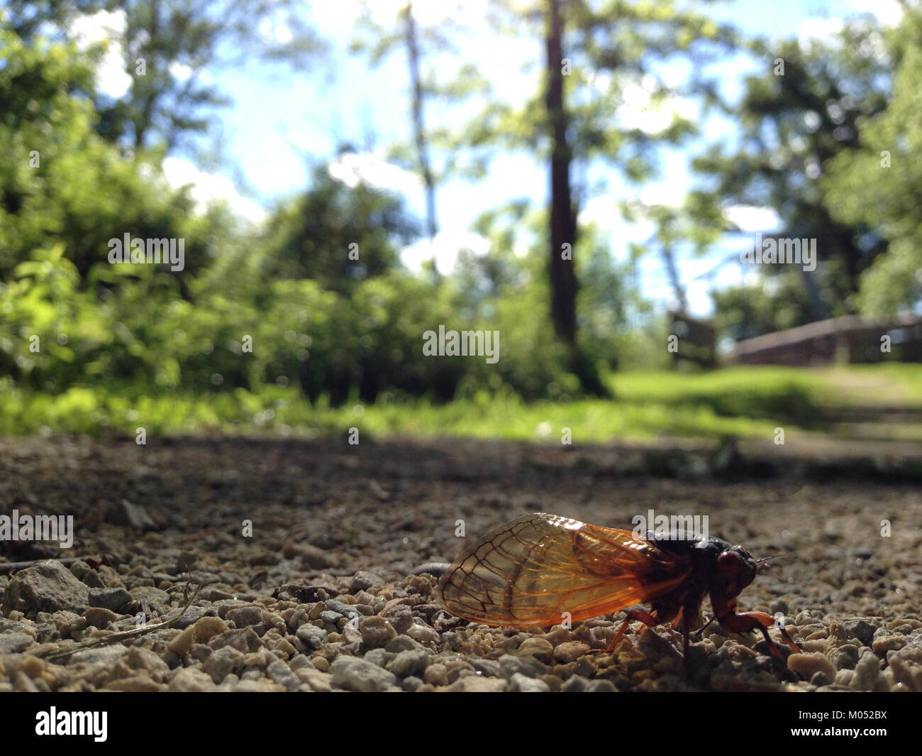 This image depicts Brood V of the 17-year periodical cicadas, which ...
