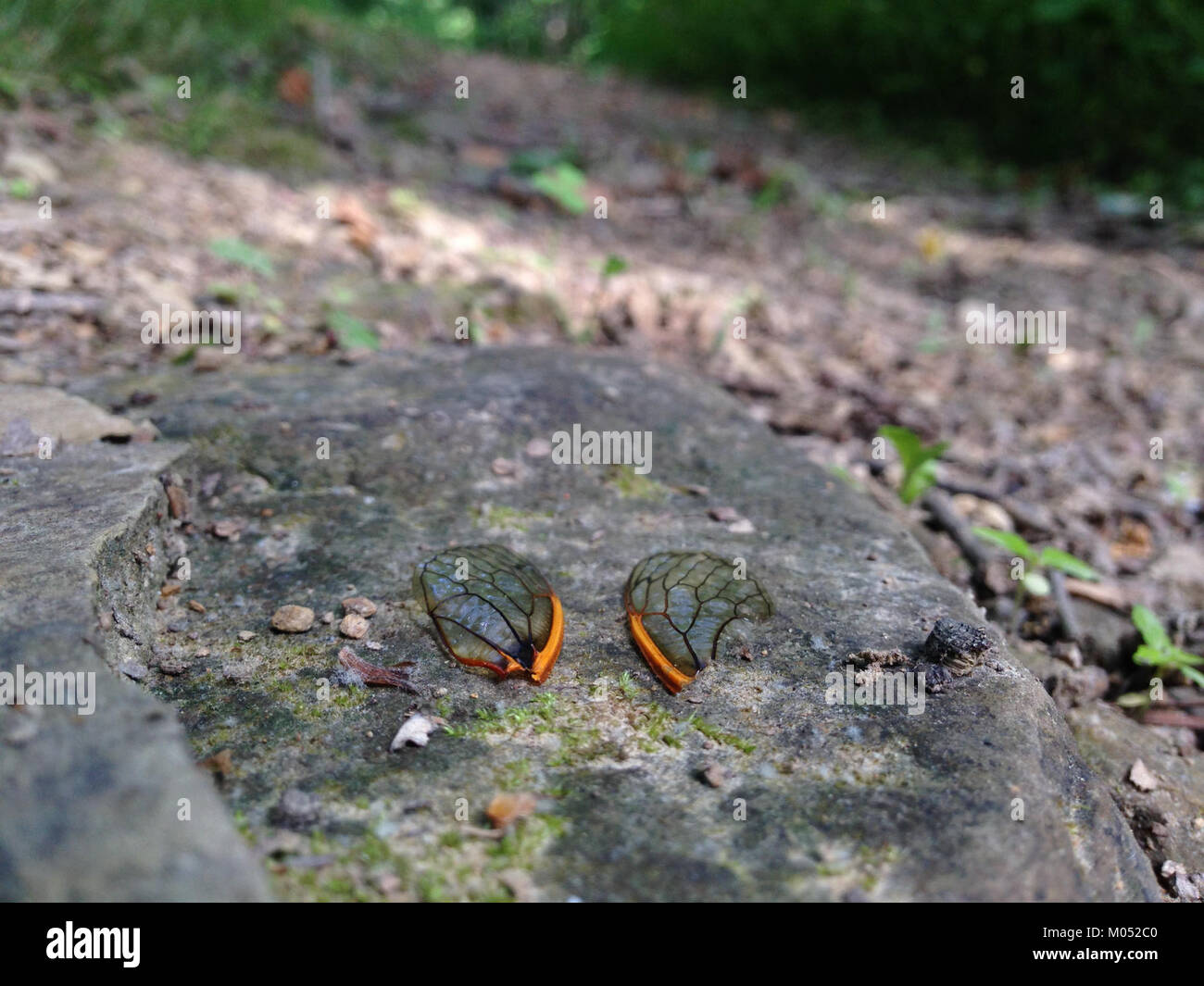 Brood V refers to a population of periodical cicadas that emerge once ...