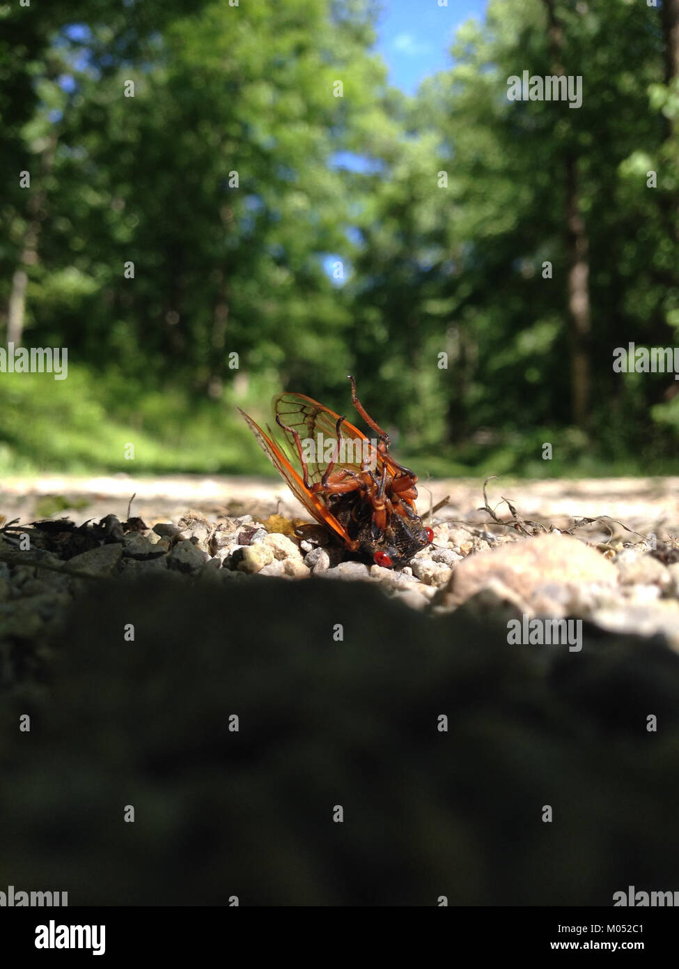 Image of Brood V, a 17-year periodical cicada emergence, captured ...