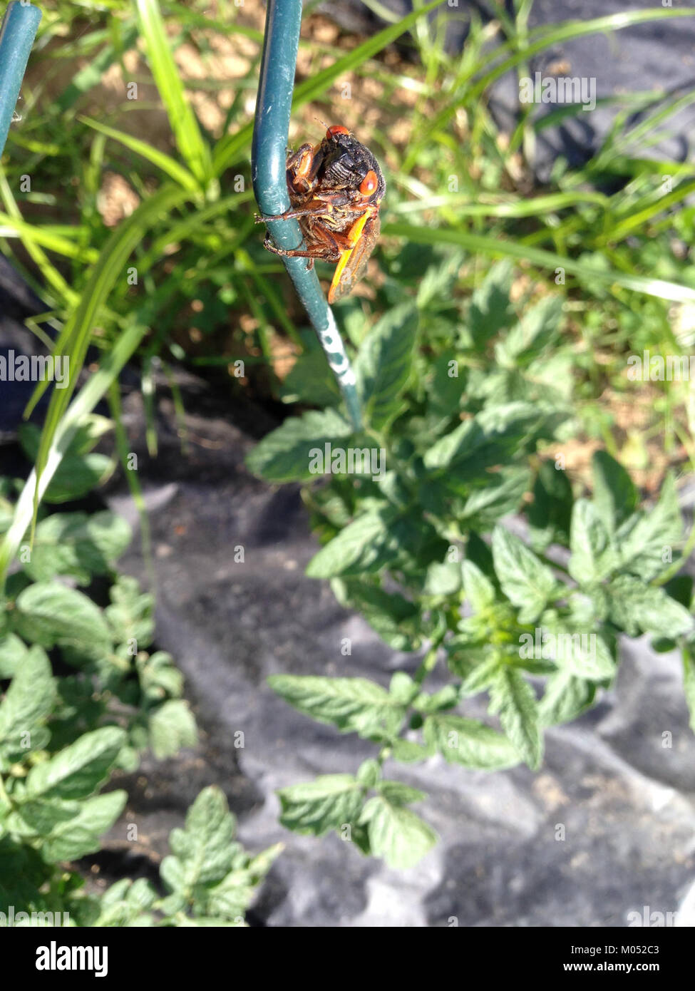 Brood V of the 17-year periodical cicadas (Magicicada) is a large group ...