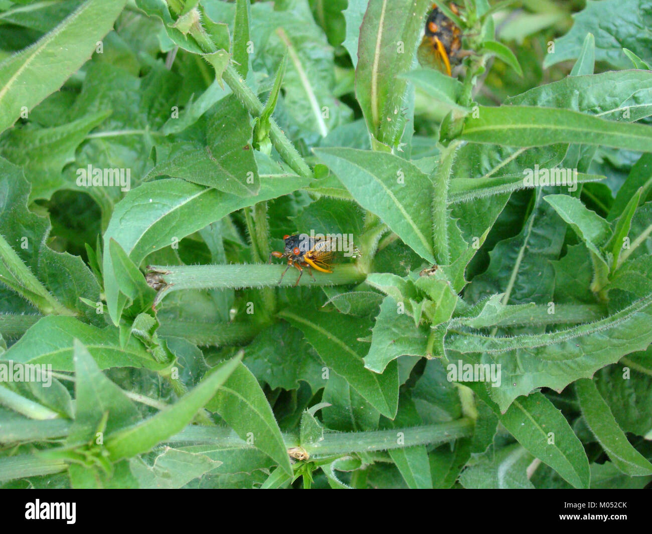 Brood V is a group of 17-year periodical cicadas that emerge in ...