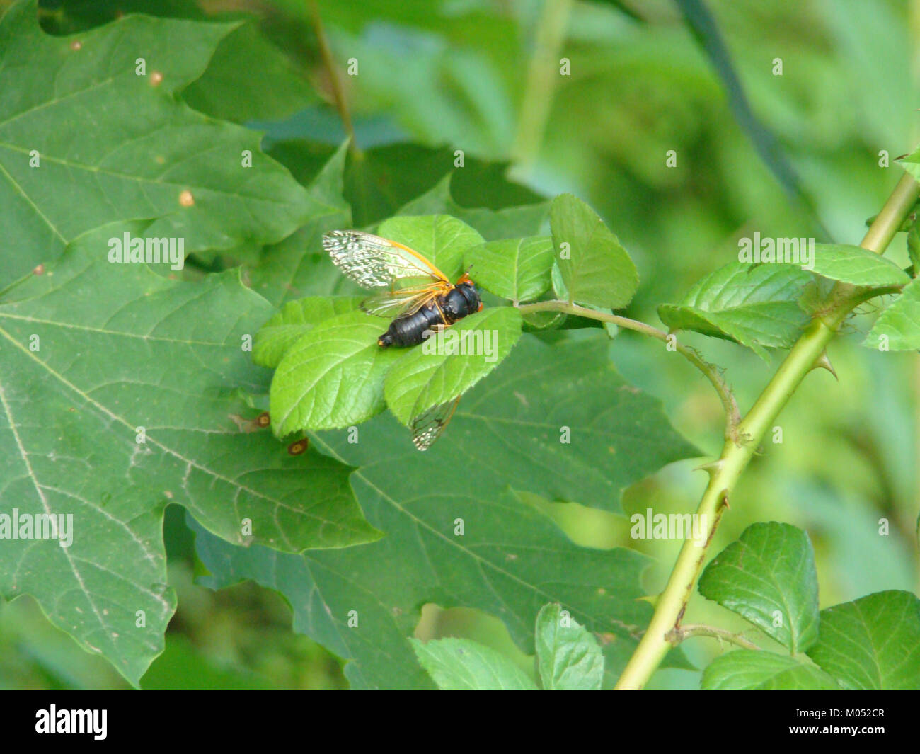 Brood V refers to a specific group of 17-year periodical cicadas that ...