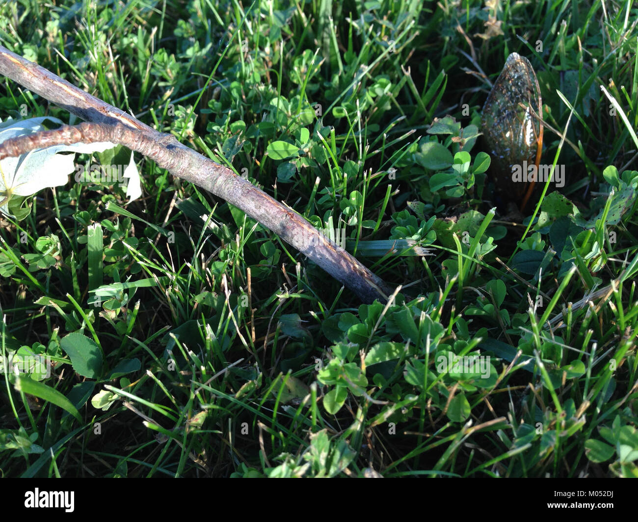 Brood V refers to a group of periodical cicadas that emerge once every ...