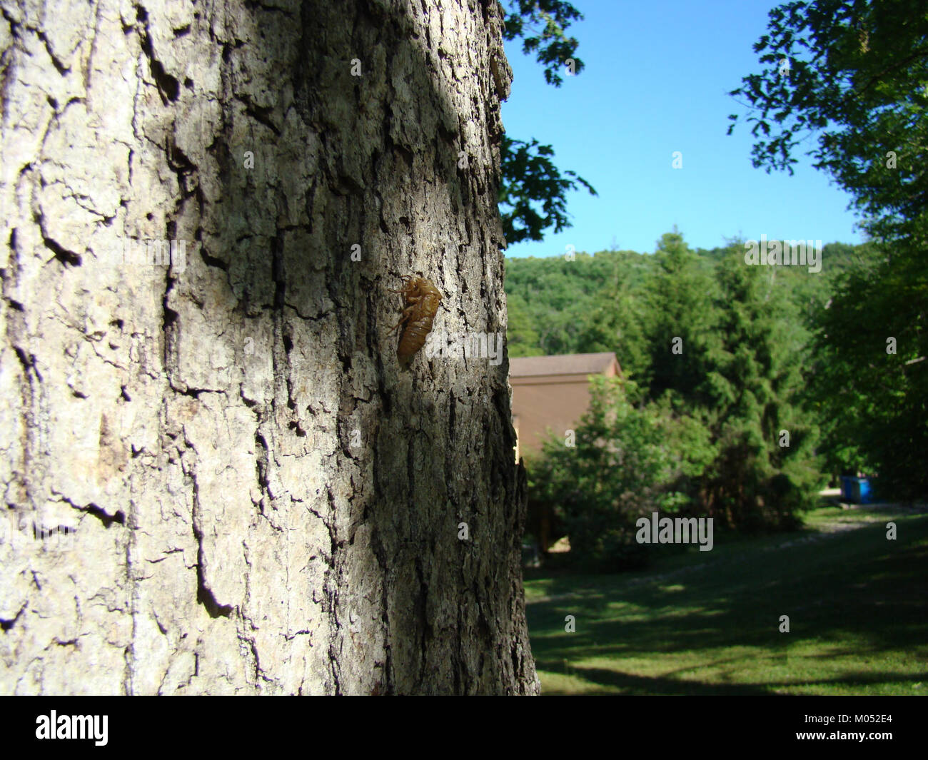 Brood V refers to a specific group of 17-year periodical cicadas that ...