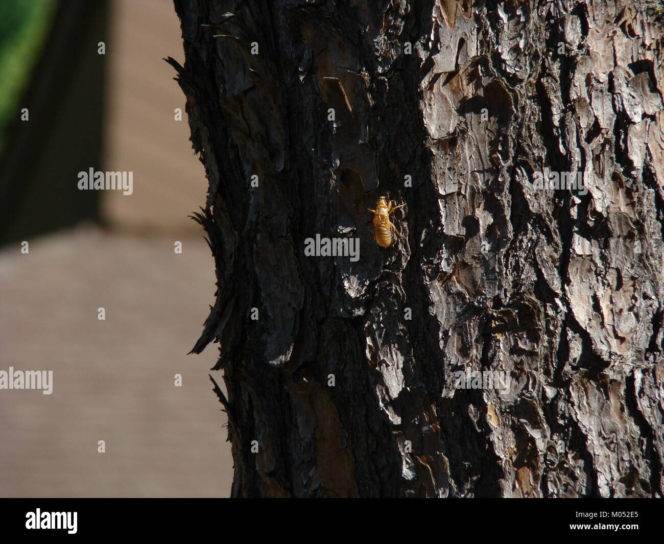 Brood V refers to a group of 17-year periodical cicadas (Magicicada ...