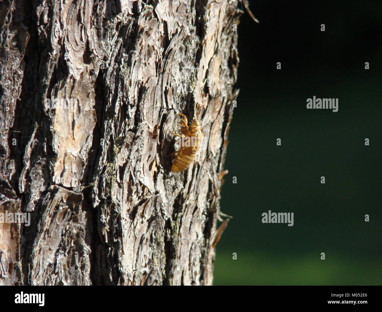 Brood V 17 year Magicicada periodical cicadas (27540034341 Stock Photo ...