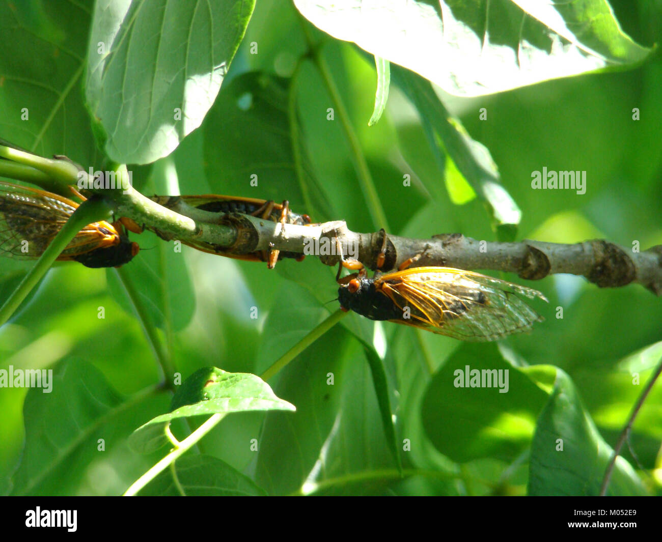 Brood V refers to a group of periodical cicadas known for emerging ...