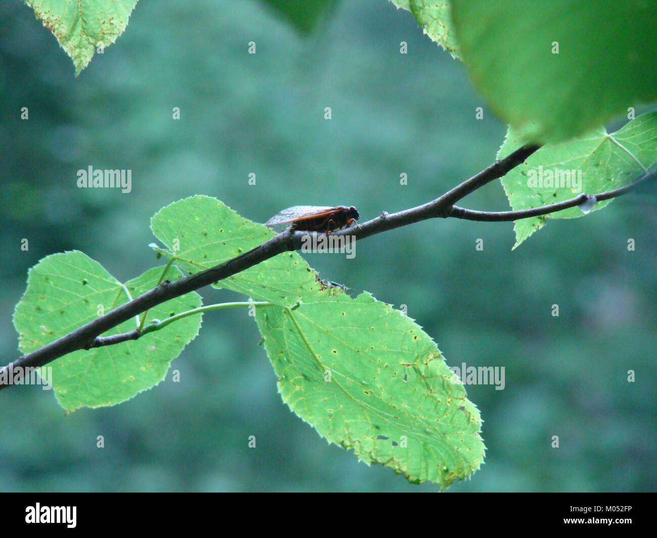 This image shows Brood V, a group of 17-year periodical cicadas that ...