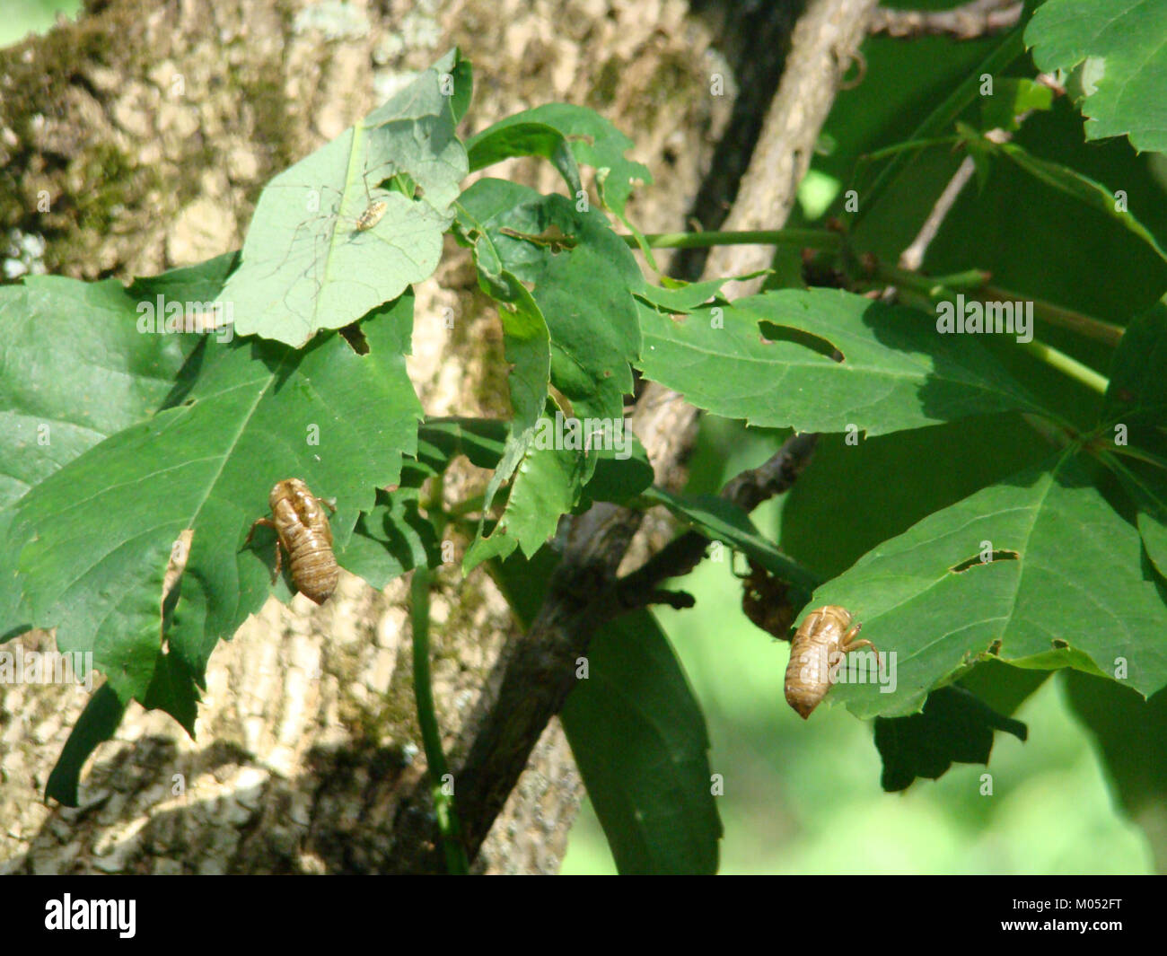 Brood V refers to a specific population of periodical cicadas, which ...