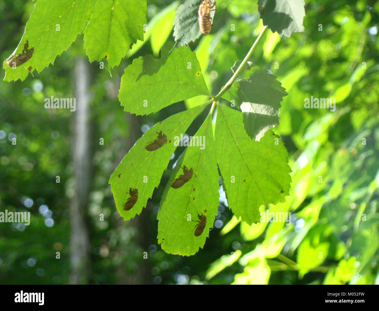 Brood V refers to a group of periodical cicadas that emerge every 17 ...