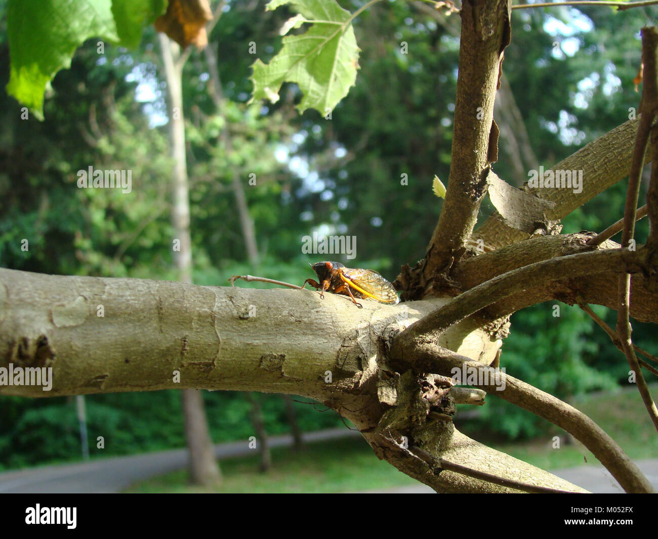 Brood V is a group of 17-year periodical cicadas, a species known for ...