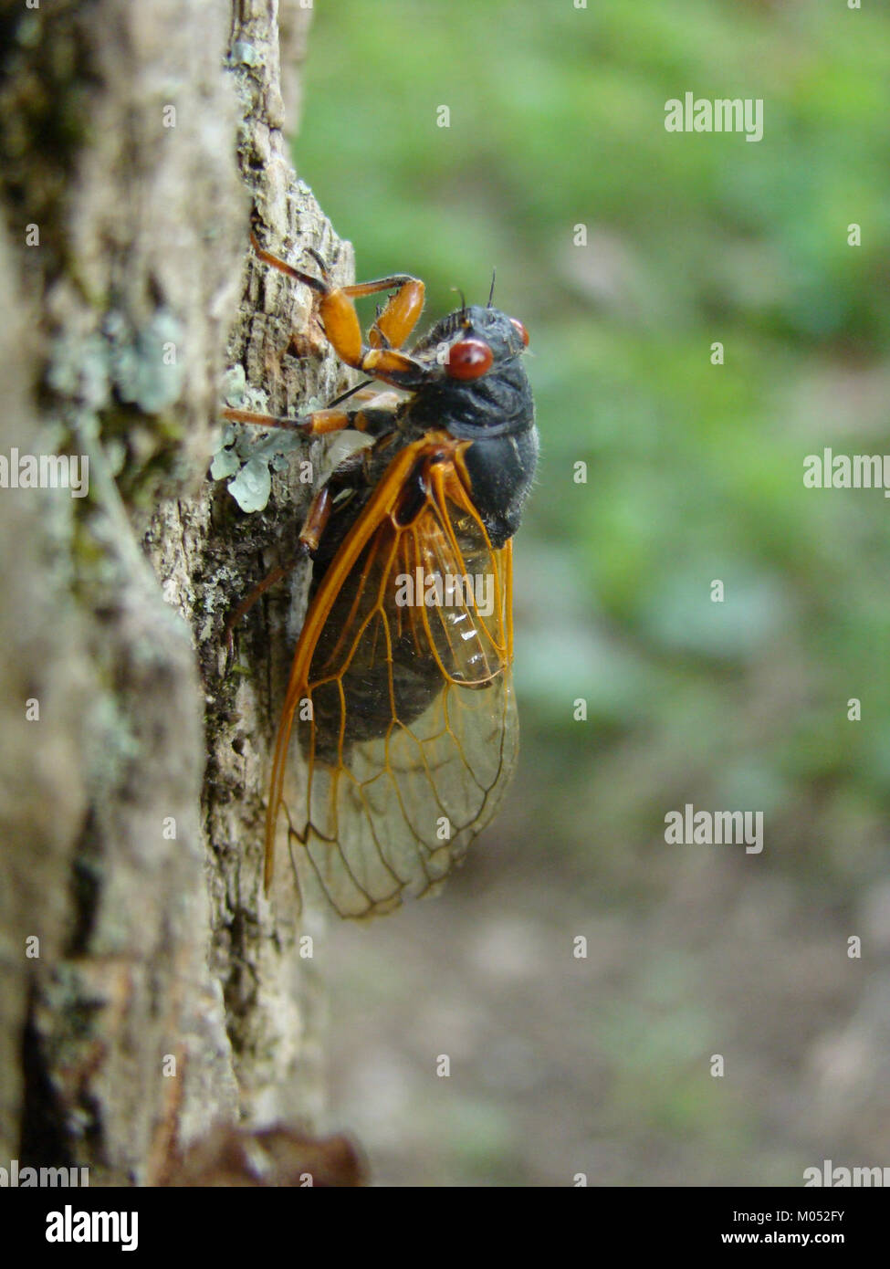 Brood V refers to a population of 17-year periodical cicadas known for ...