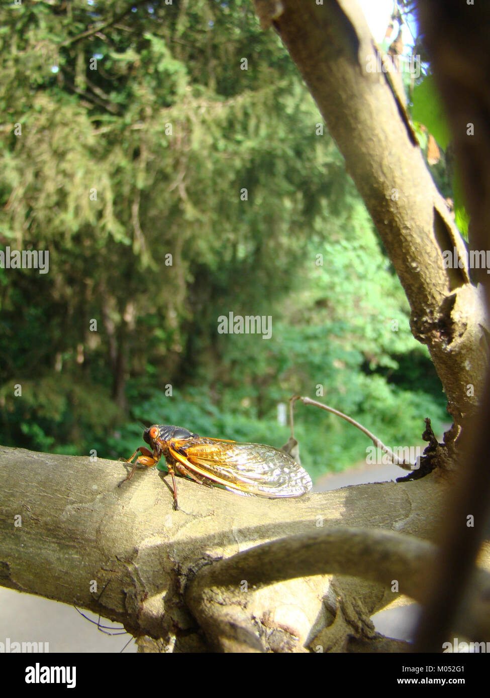 Brood V is a group of periodical cicadas that emerge every 17 years ...