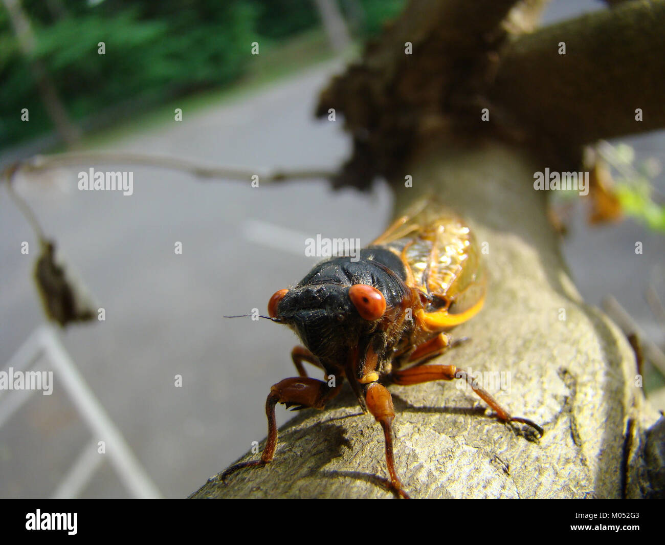 Brood V is a group of periodical cicadas that emerge once every 17 ...