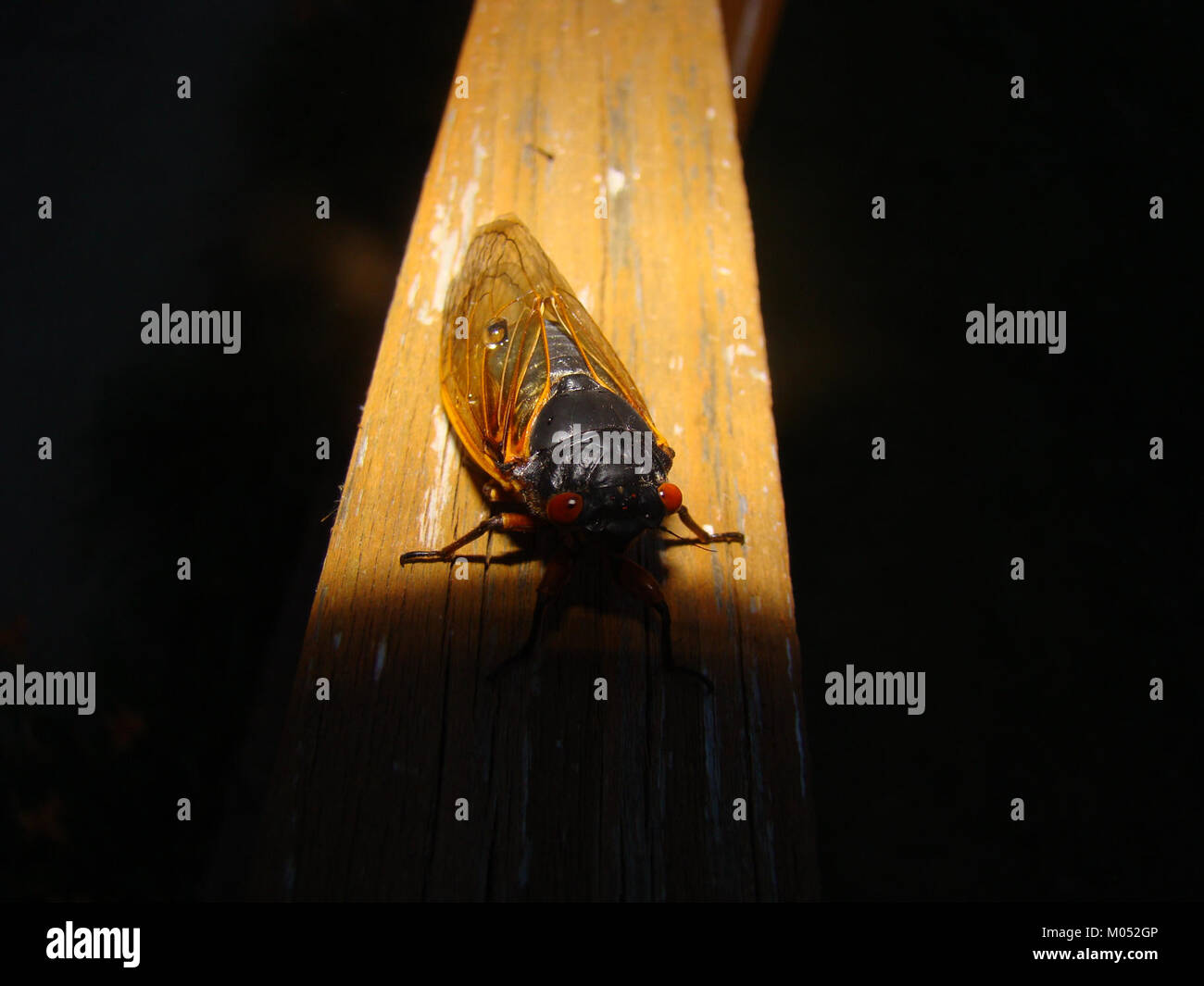 Brood V is a group of 17-year periodical cicadas (Magicicada) that ...