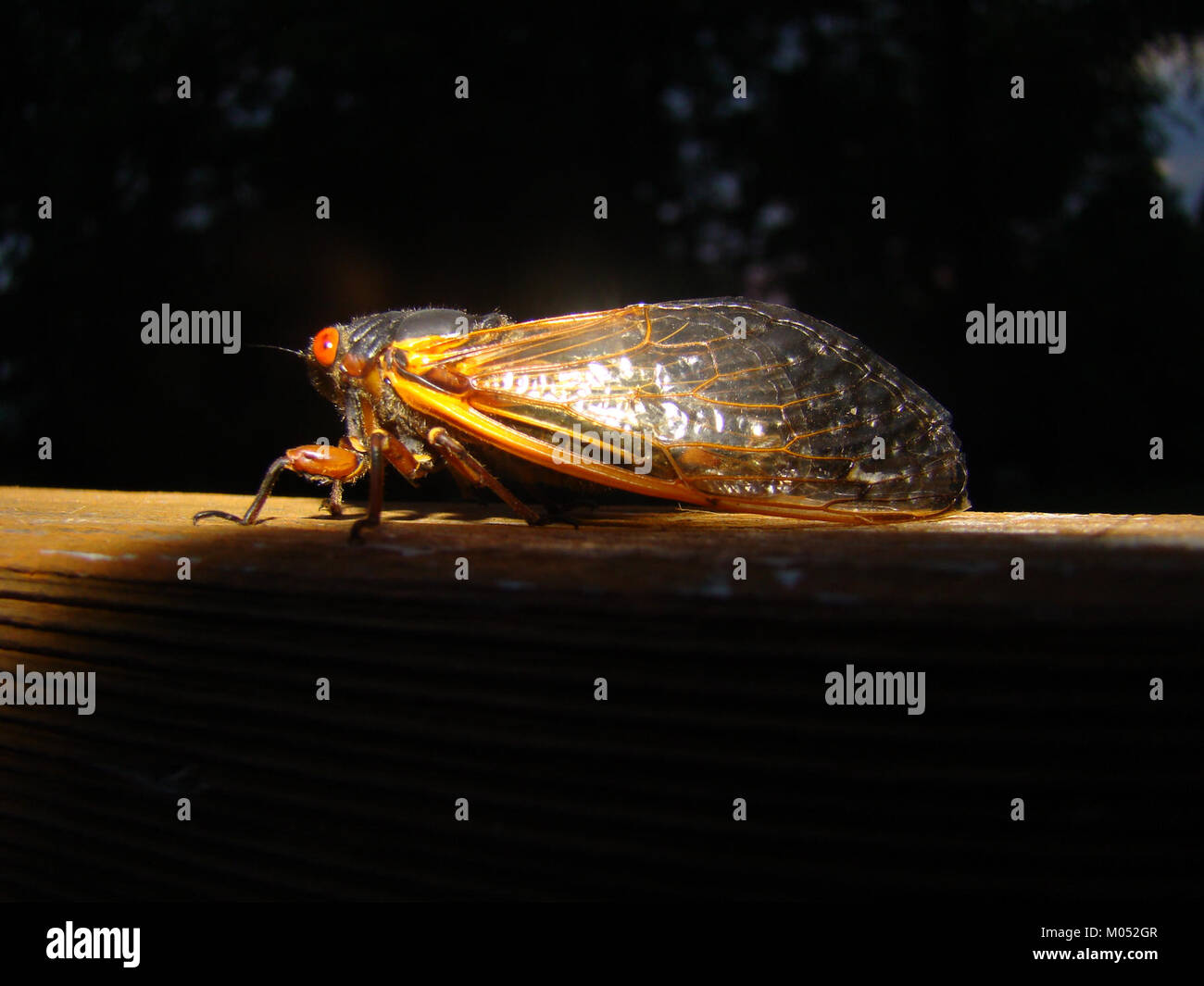 Brood V refers to a specific group of 17-year periodical cicadas, known ...