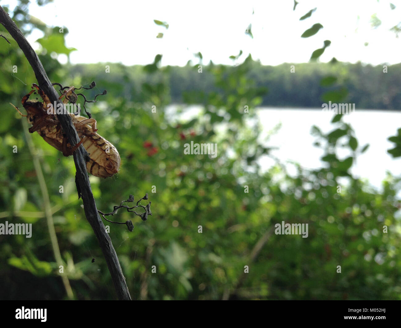 Brood V refers to a group of periodical cicadas that emerge every 17 ...