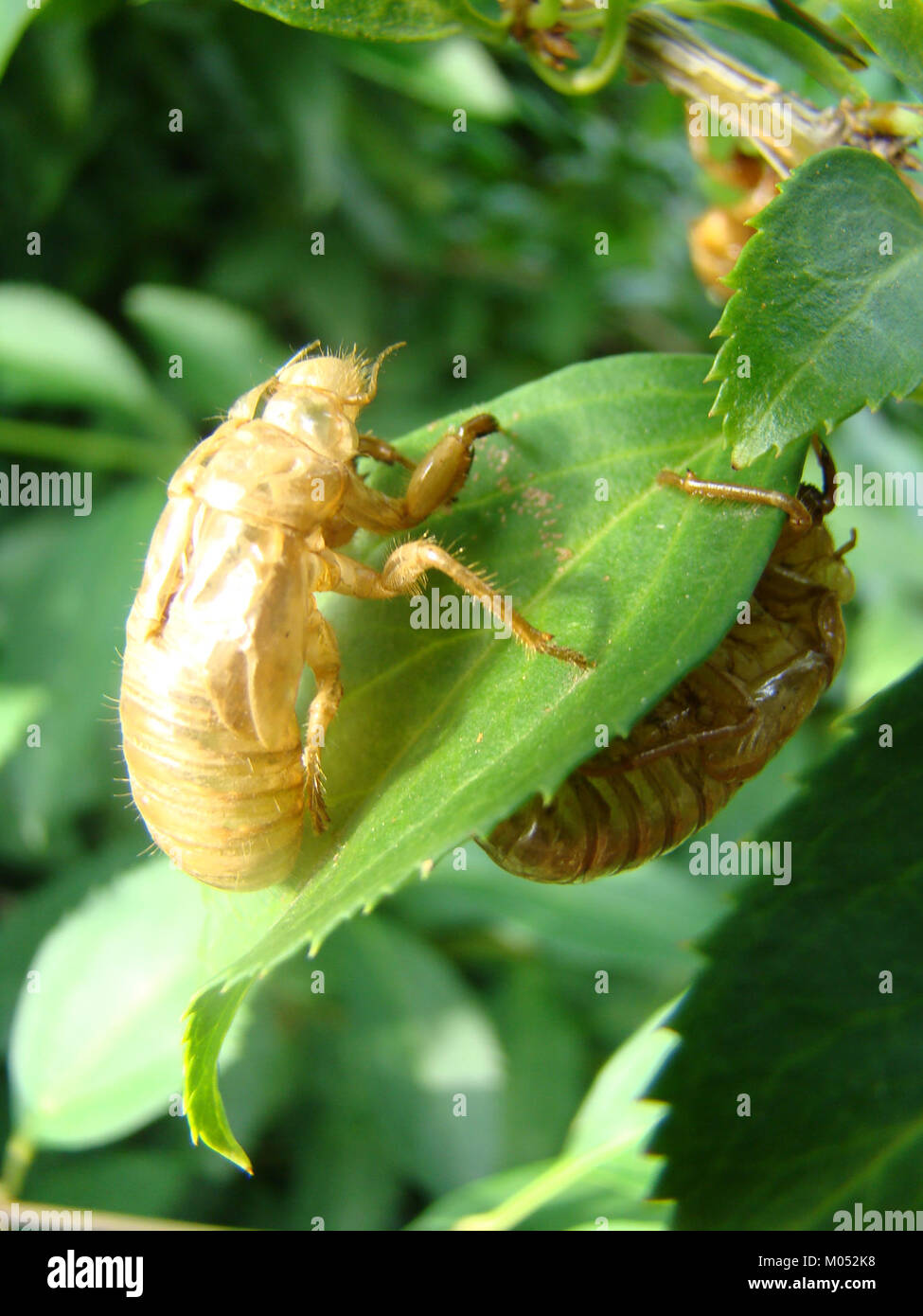 Brood V refers to a group of periodical cicadas that emerge every 17 ...