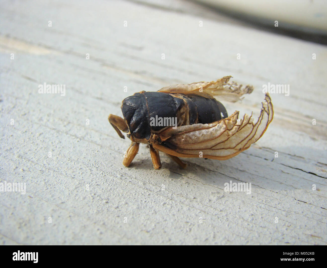 Brood V refers to a group of periodical cicadas that emerge every 17 ...