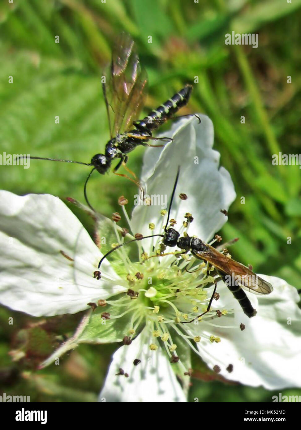 Calameuta filiformis (Cephidae sp.), Arnhem, the Netherlands - 2 Stock ...