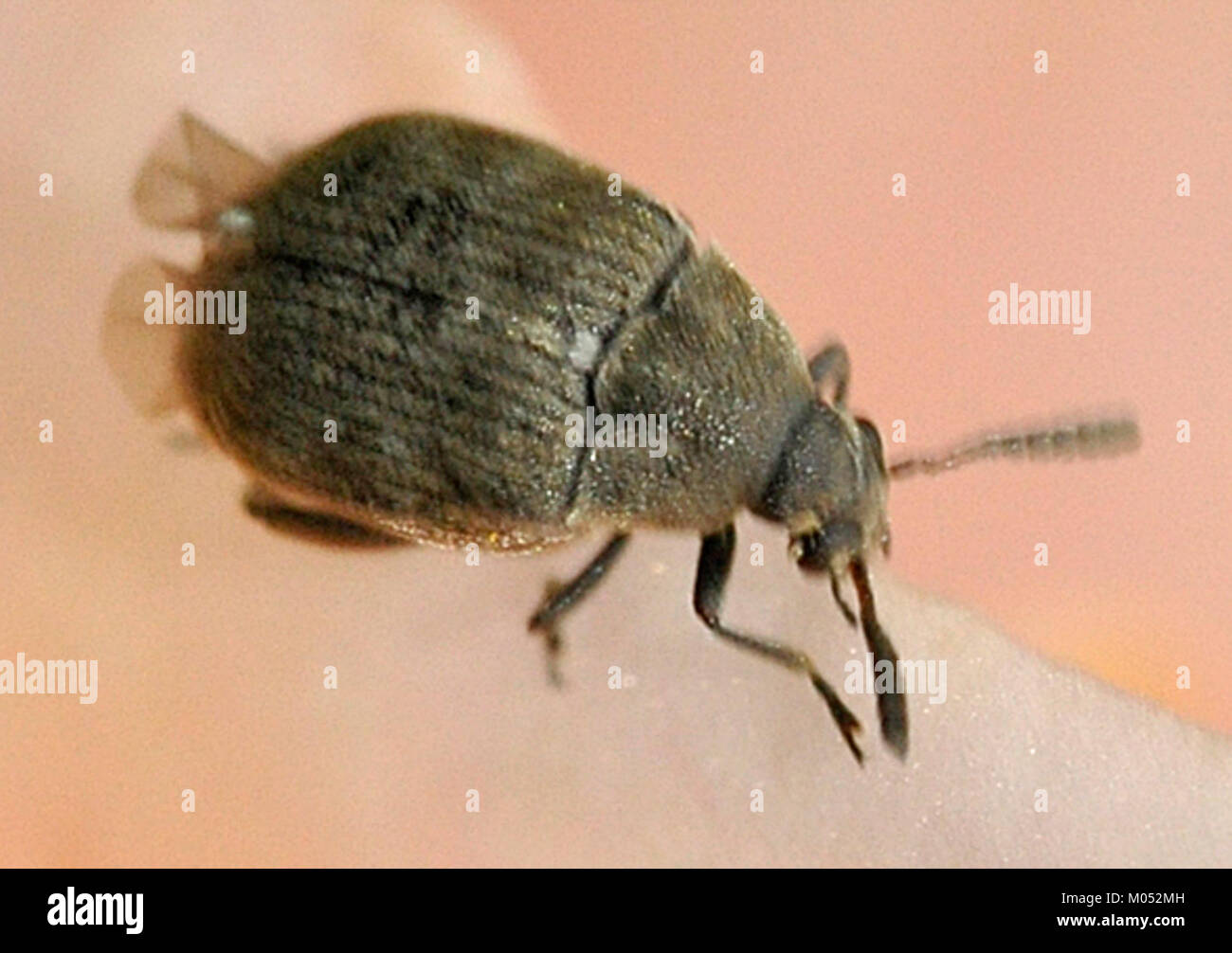 Bruchidius villosus hi-res stock photography and images - Alamy