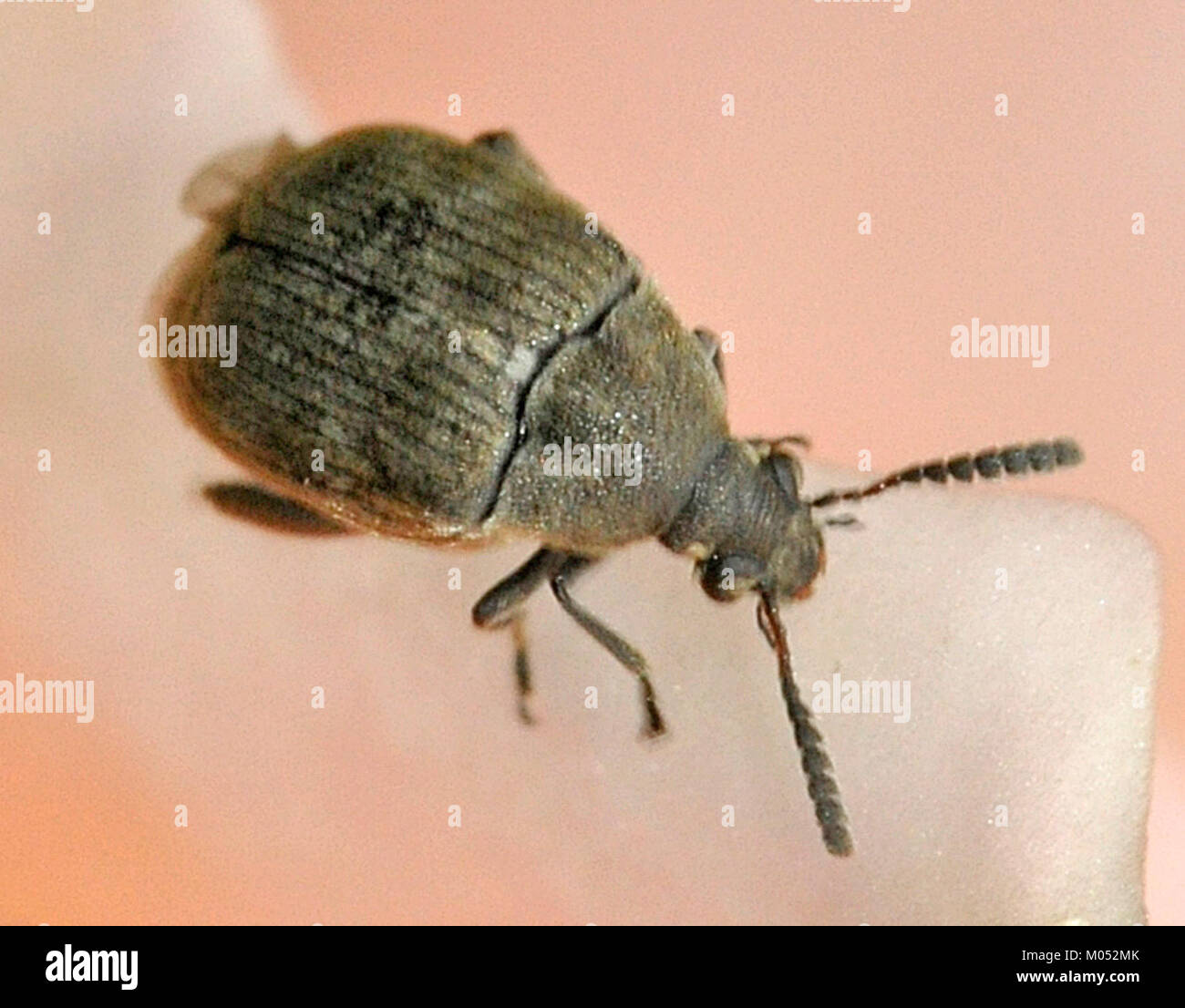 Bruchidius villosus is a species of beetle in the family Chrysomelidae ...