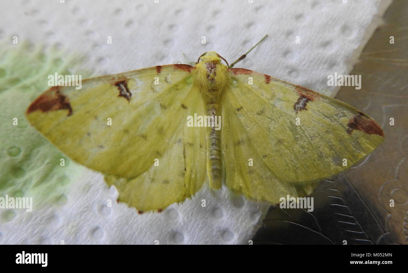 Distinctive bright yellow appearance hi-res stock photography and ...
